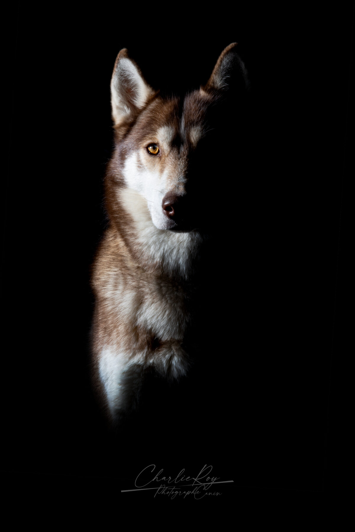galerie – Charlie Roy Photographe Canin